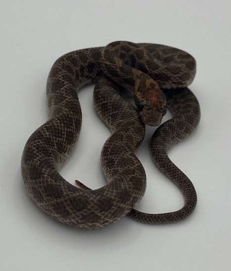 Chocolate Emory's Het Albino Other Rat Snake by Travis Whisler Reptiles