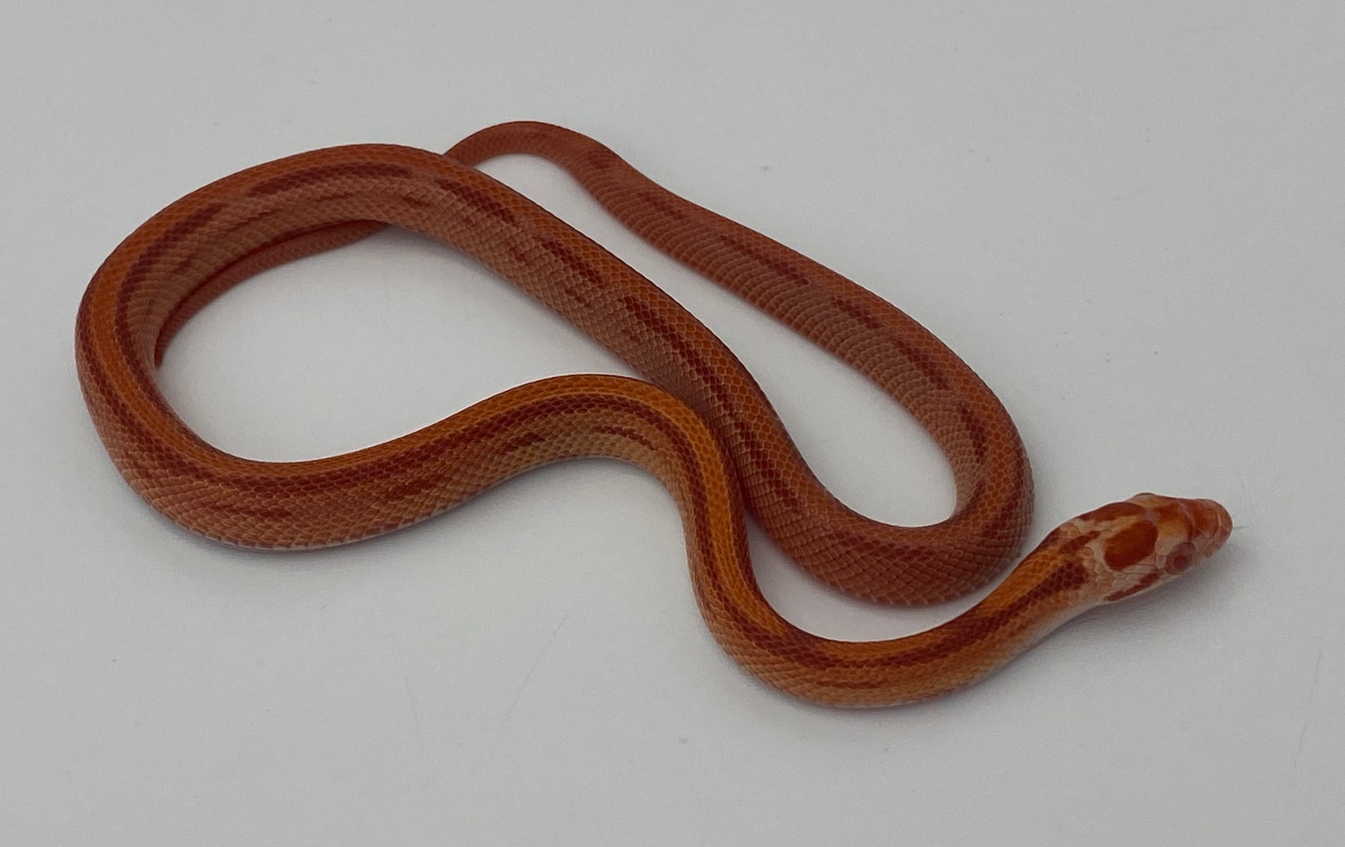 Striped Amelanistic Corn Snake by Travis Whisler Reptiles - MorphMarket