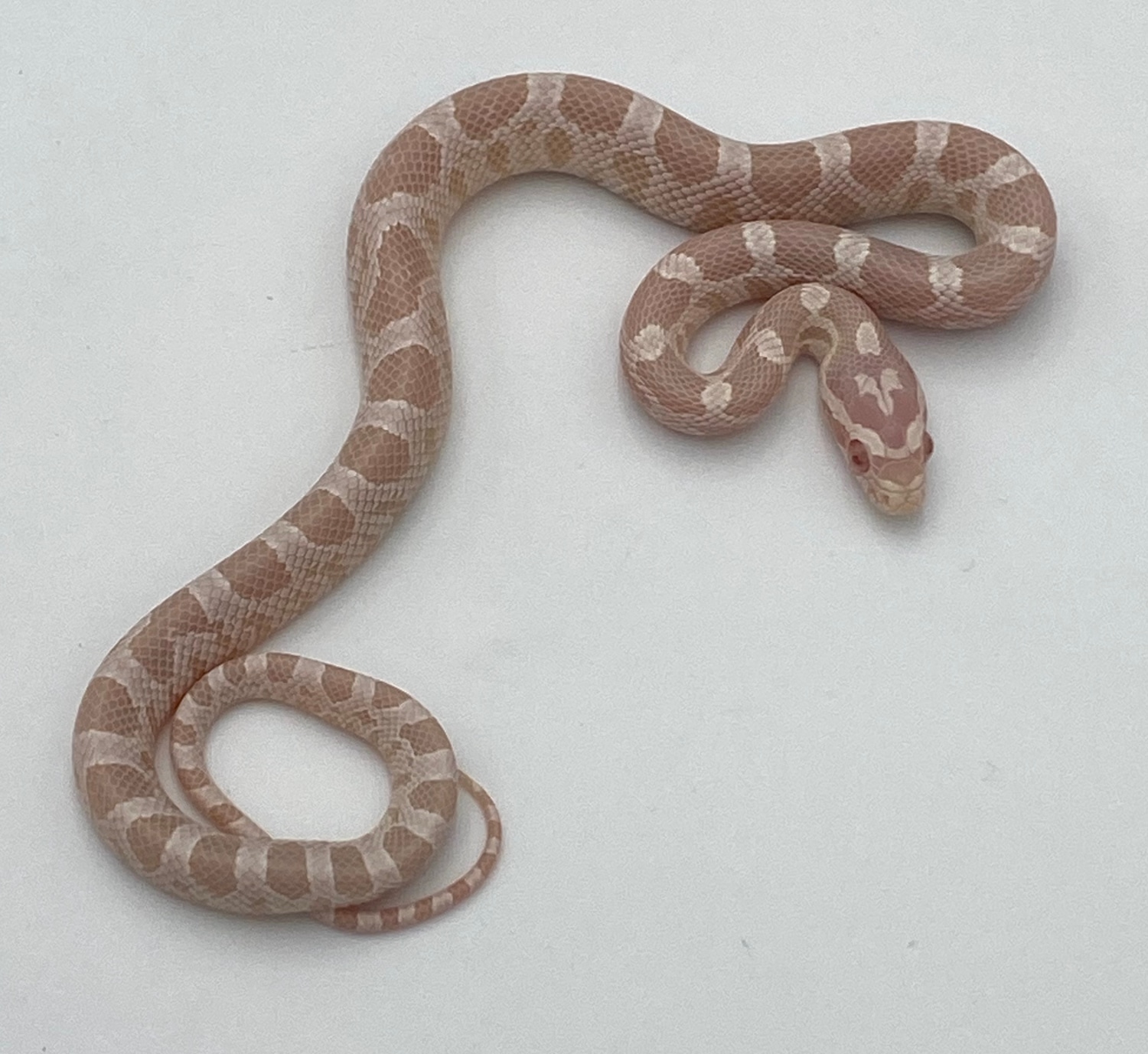 Snow Het Scaleless Corn Snake by Travis Whisler Reptiles - MorphMarket