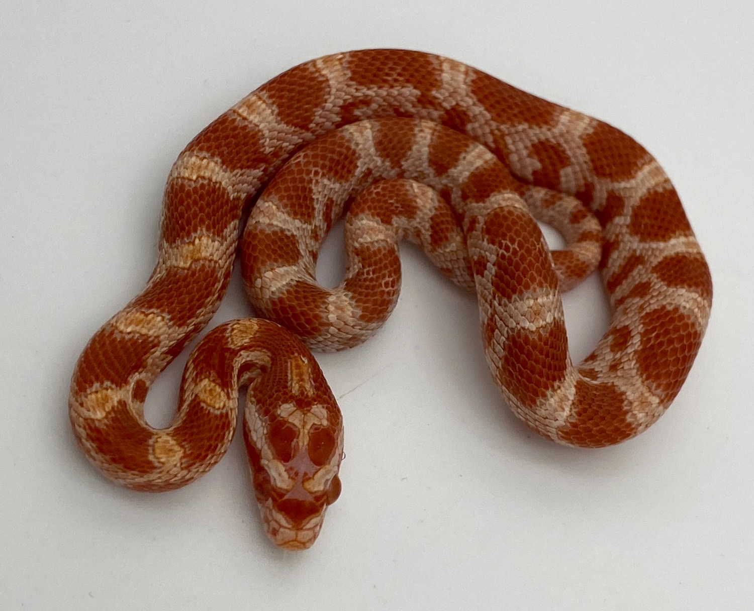Amelanistic Het Scaleless Corn Snake by Travis Whisler Reptiles ...