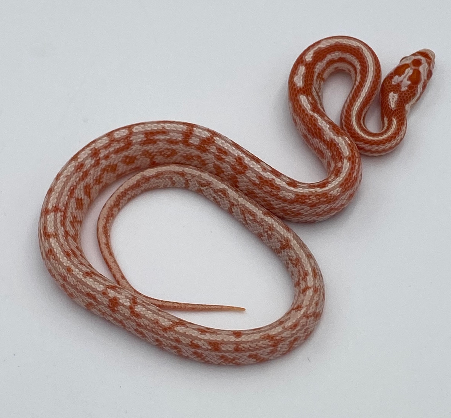 Candy Cane Tessera Corn Snake by Travis Whisler Reptiles - MorphMarket