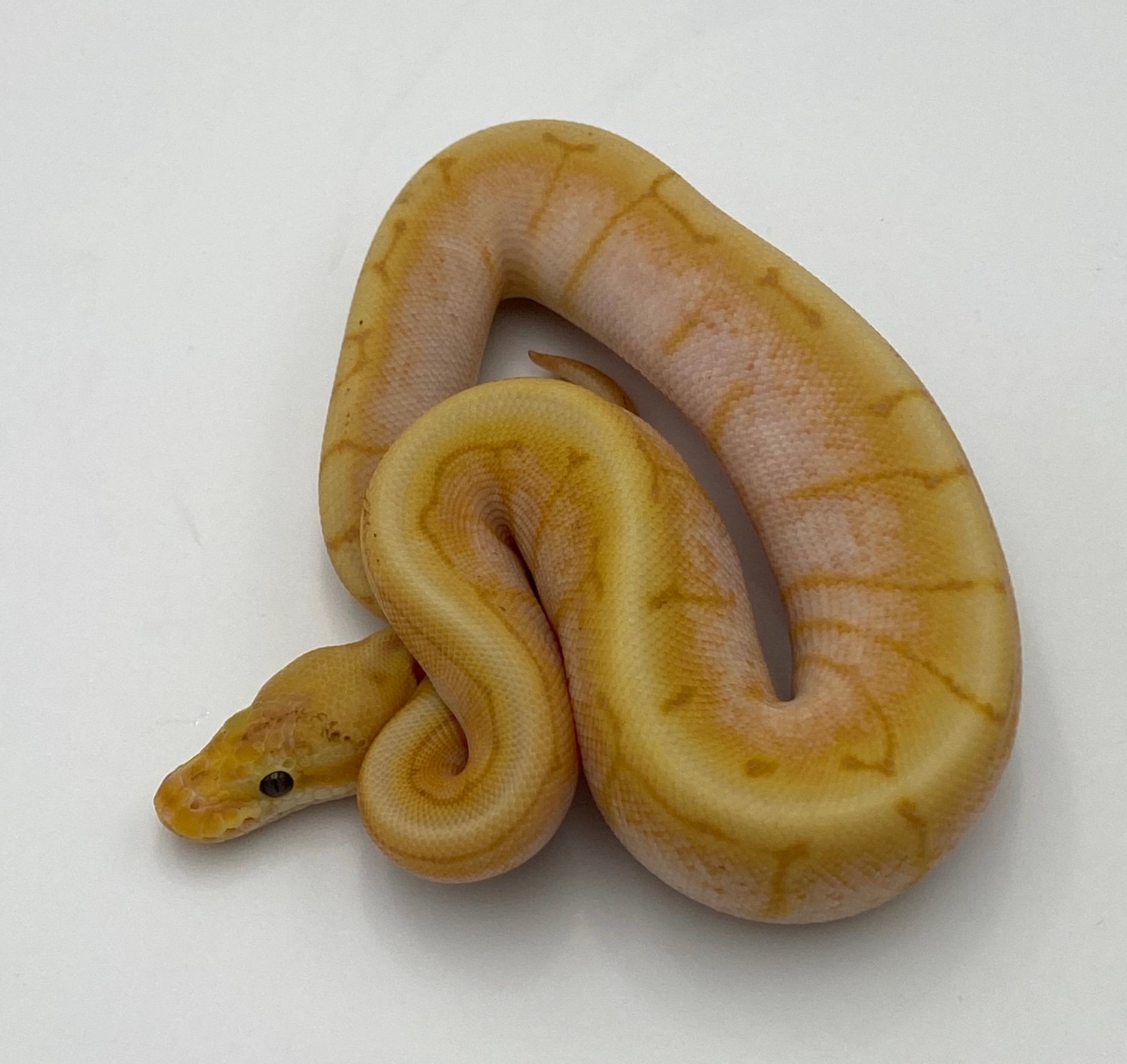 Banana Spinner Ball Python by Travis Whisler Reptiles - MorphMarket