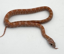 Orchid Corn Snake by Travis Whisler Reptiles - MorphMarket