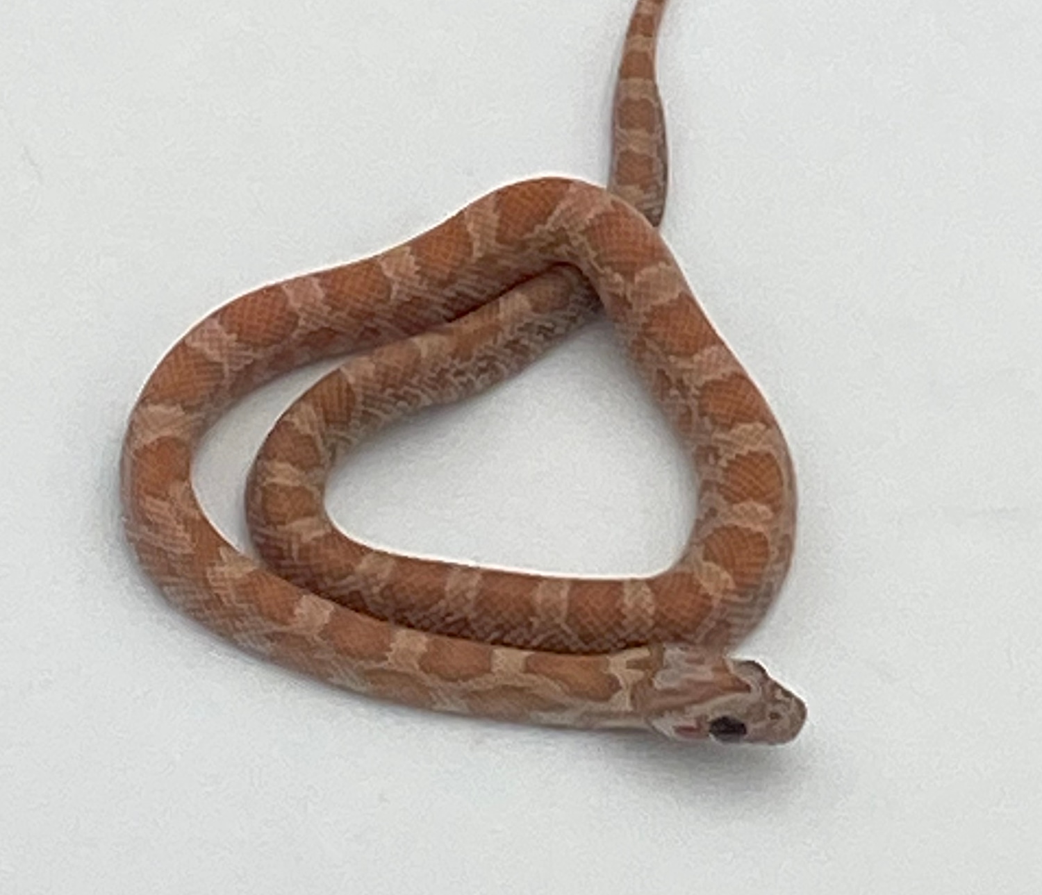 Orchid Corn Snake by Travis Whisler Reptiles - MorphMarket