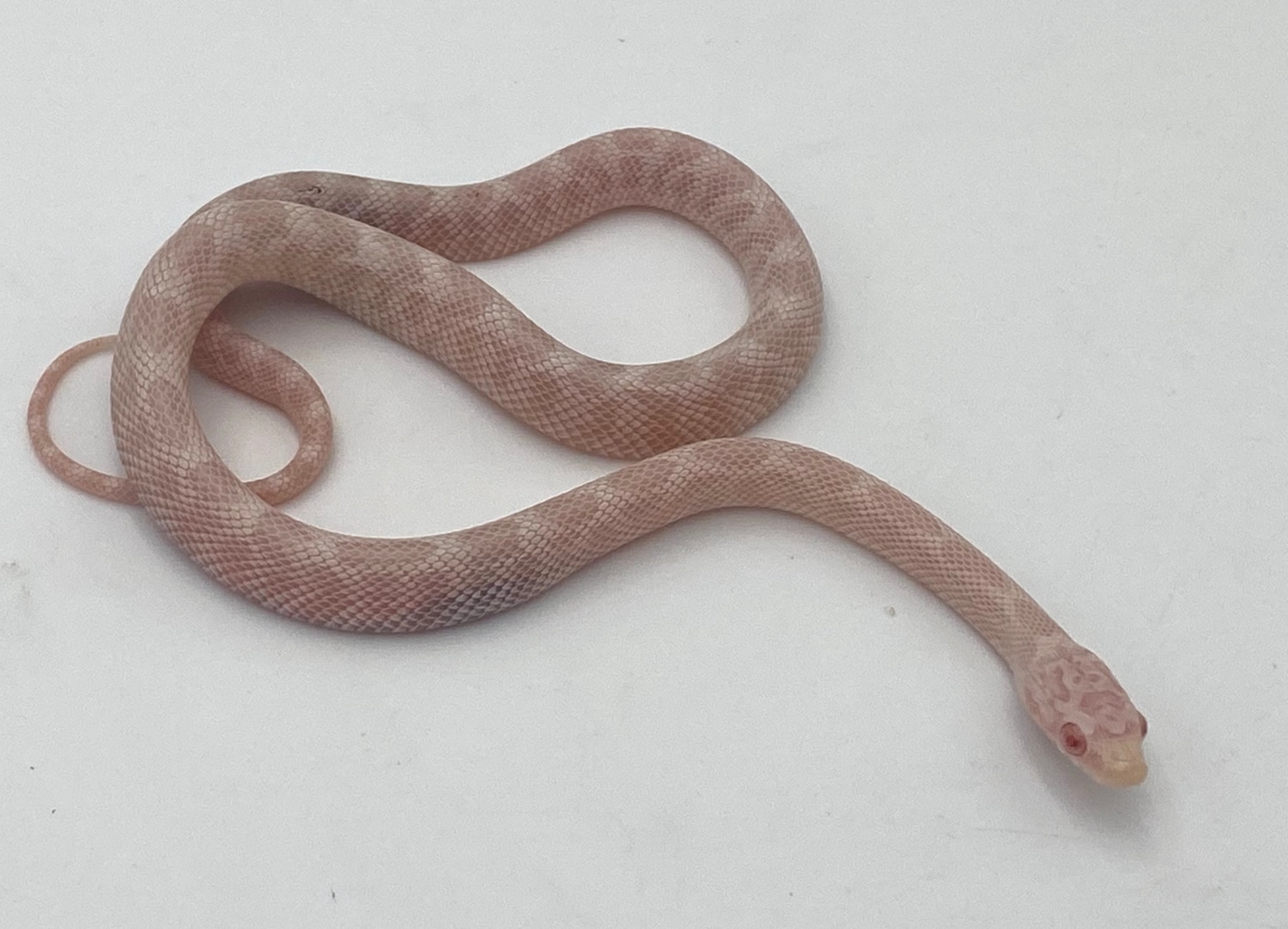 Amelanistic Shatter Corn Snake by Travis Whisler Reptiles - MorphMarket