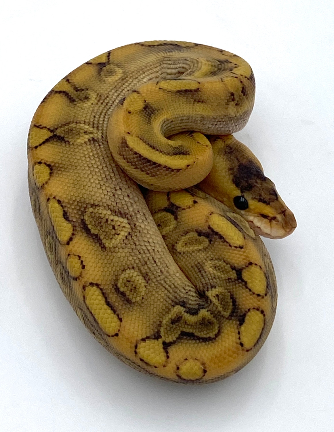 Enchi Champagne Ball Python by Travis Whisler Reptiles - MorphMarket