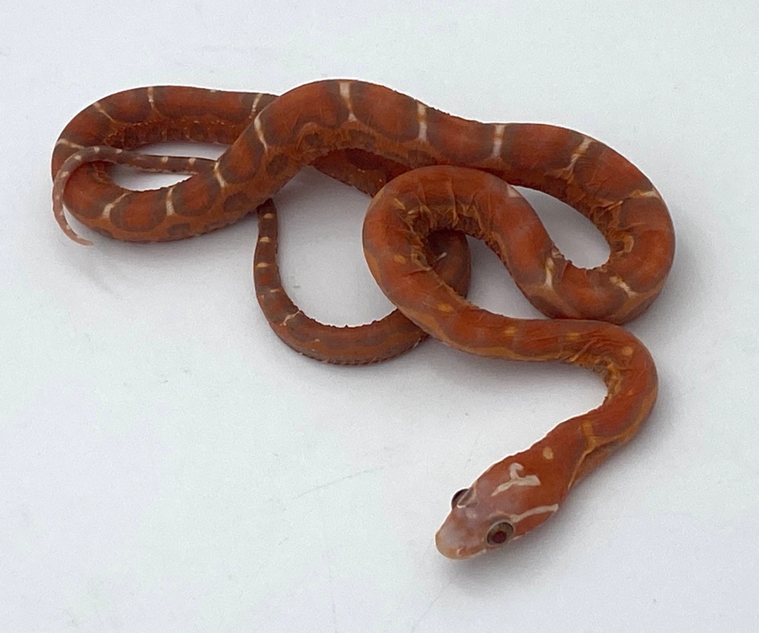 Scaleless Ultramel Corn Snake by Travis Whisler Reptiles - MorphMarket