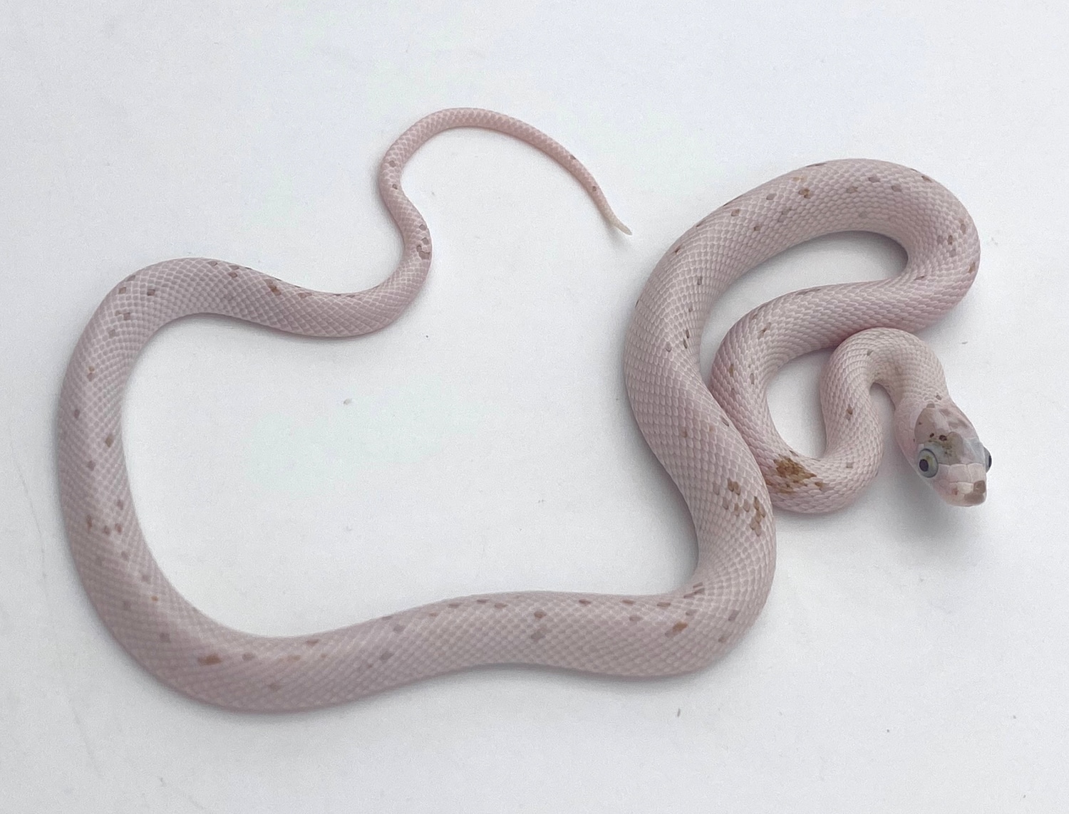 Caramel Palmetto Corn Snake by Travis Whisler Reptiles - MorphMarket