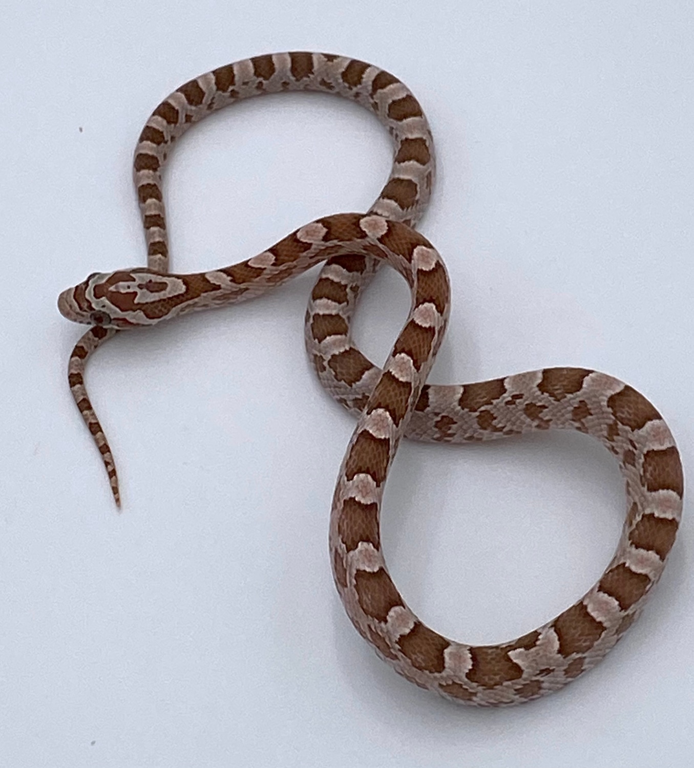 Strawberry Anerythristic Corn Snake by Travis Whisler Reptiles ...
