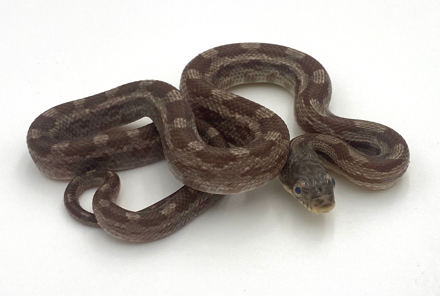 Rusty Other Rat Snake by Travis Whisler Reptiles - MorphMarket