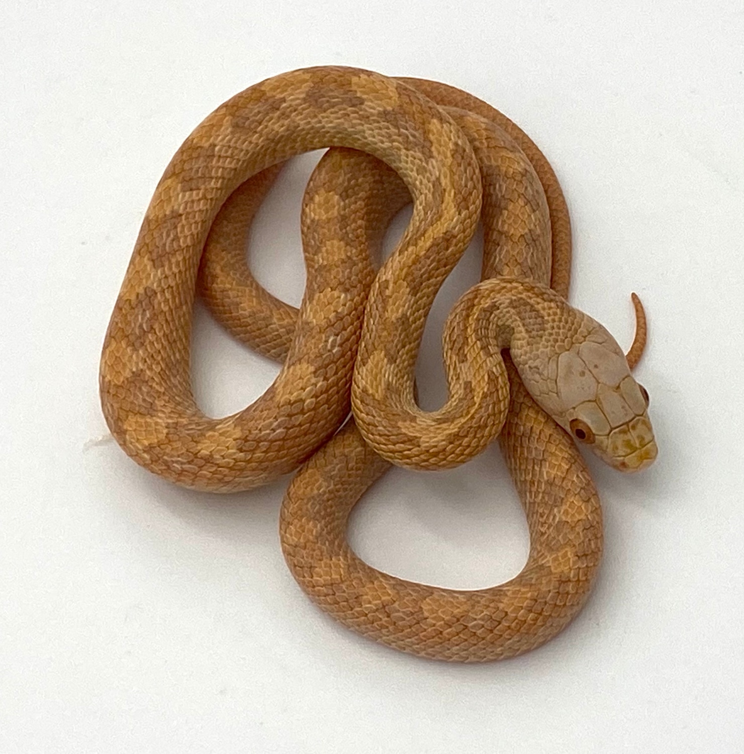 Hypo Everglades Eastern Rat Snake by Travis Whisler Reptiles - MorphMarket