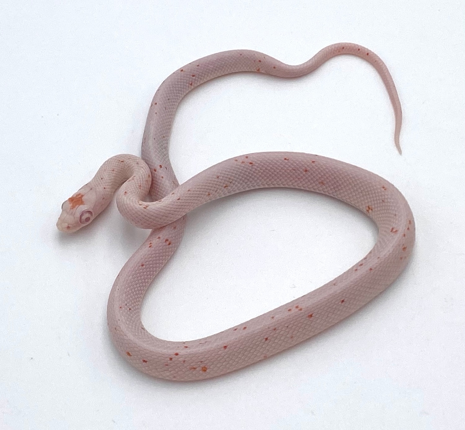Amelanistic Palmetto Corn Snake by Travis Whisler Reptiles - MorphMarket