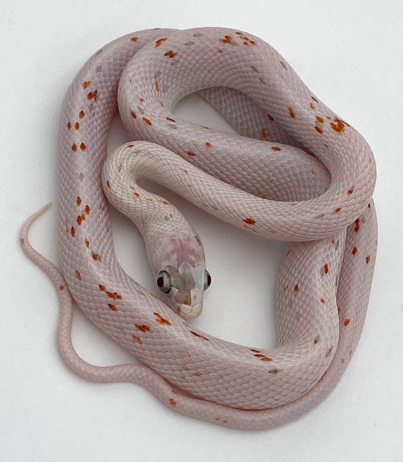 Palmetto Corn Snake by Travis Whisler Reptiles - MorphMarket