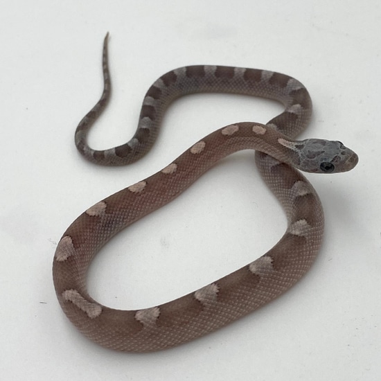 Blue Motley Blood Corn Snake by Travis Whisler Reptiles