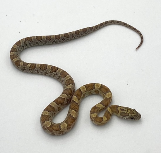 Honey Corn Snake by Travis Whisler Reptiles
