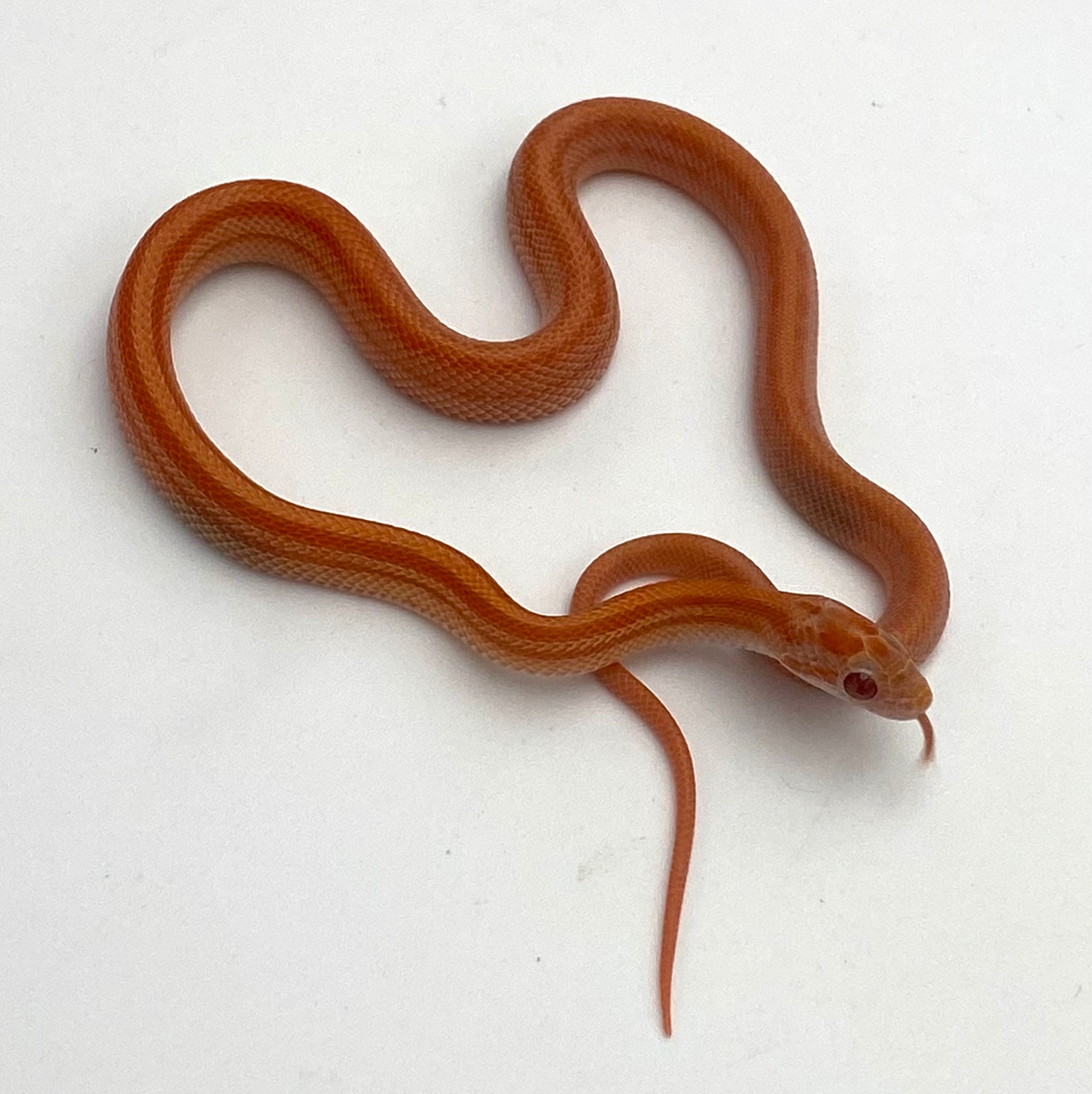 Lava Terrazzo Corn Snake by Travis Whisler Reptiles - MorphMarket