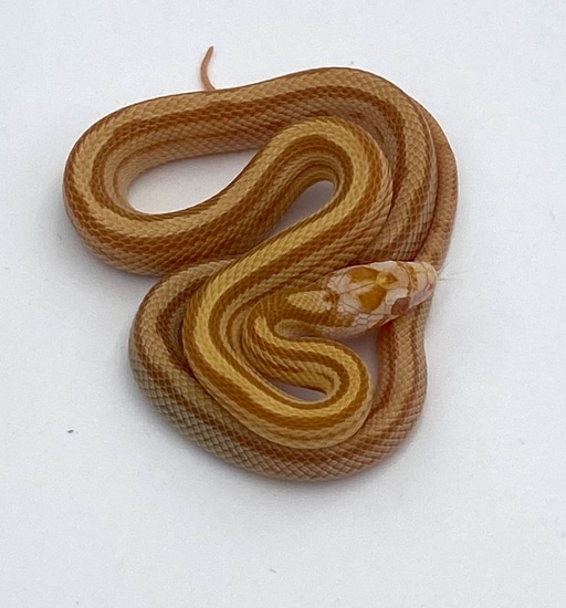 Striped Butter Corn Snake by Travis Whisler Reptiles