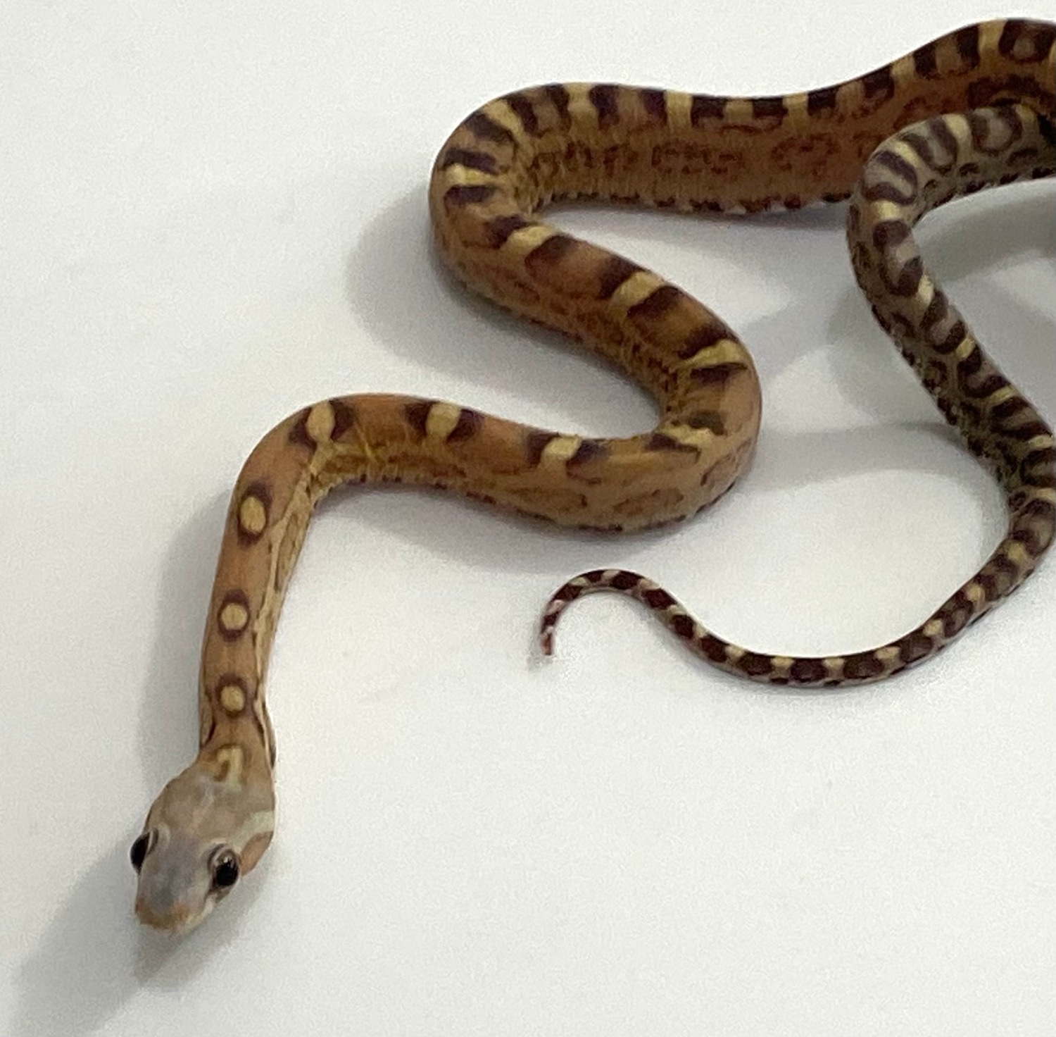 Scaleless Caramel Corn Snake by Travis Whisler Reptiles - MorphMarket