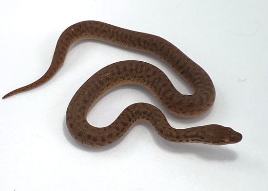 Anthill Pygmy Python by Travis Whisler Reptiles