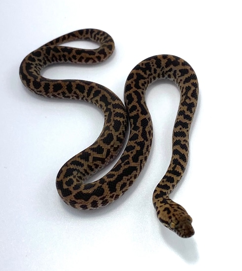 Spotted Spotted Python by Travis Whisler Reptiles