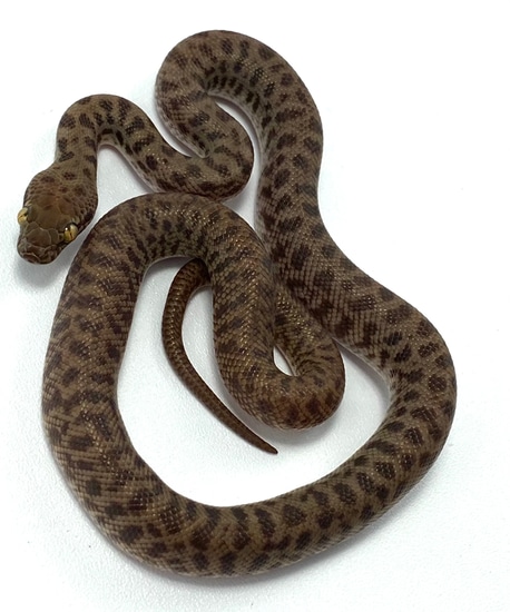 Children's Children's Python by Travis Whisler Reptiles