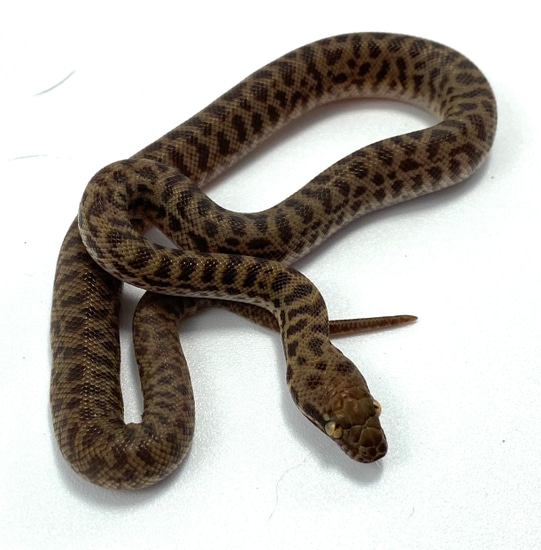 Children's Children's Python by Travis Whisler Reptiles