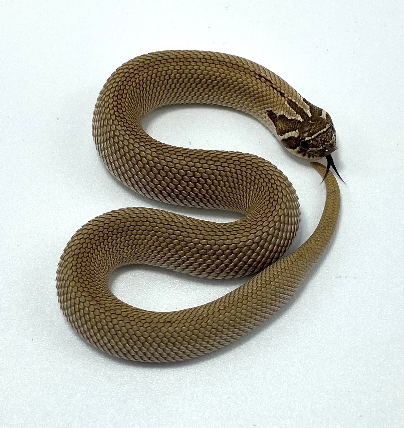 Super Conda Het Axanthic Western Hognose by Travis Whisler Reptiles ...