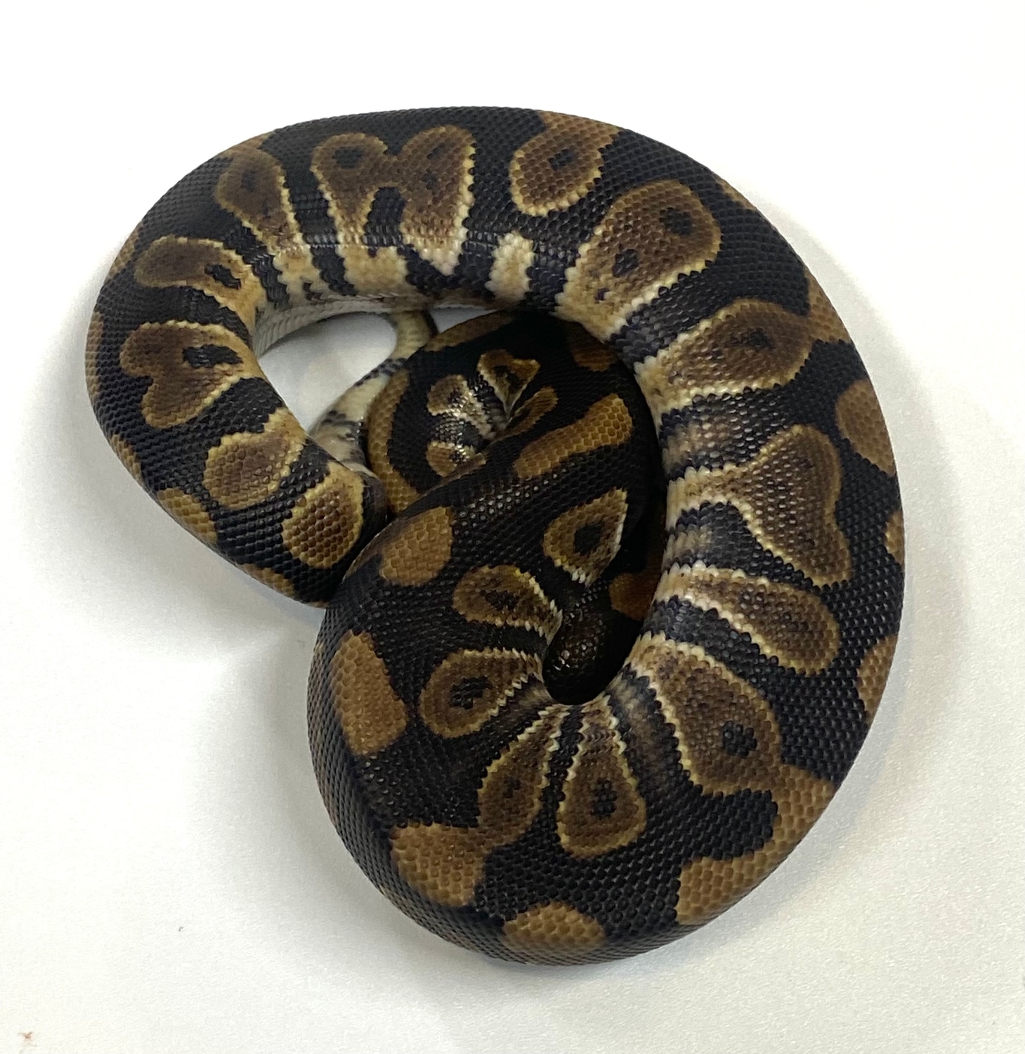 Chocolate Het Hypo Clown Ball Python by Travis Whisler Reptiles ...