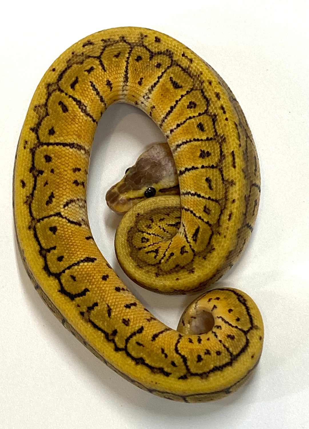 Lemon Blast Het Hypo Clown Ball Python by Travis Whisler Reptiles ...