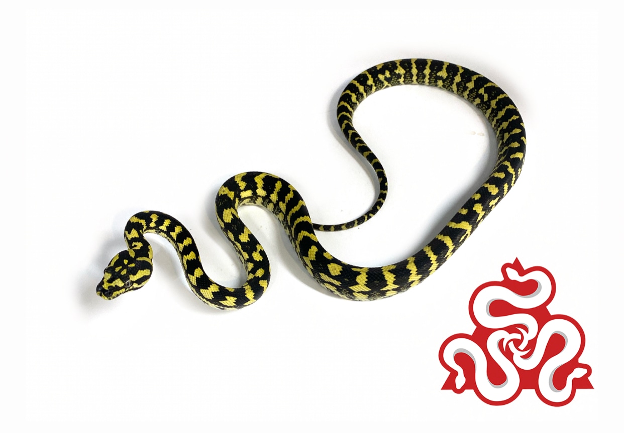 Jungle Carpet Python by Travis Whisler Reptiles - MorphMarket