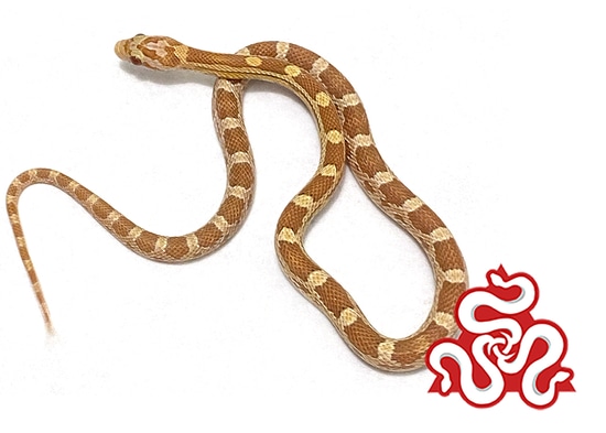 Topaz Corn Snake by Travis Whisler Reptiles