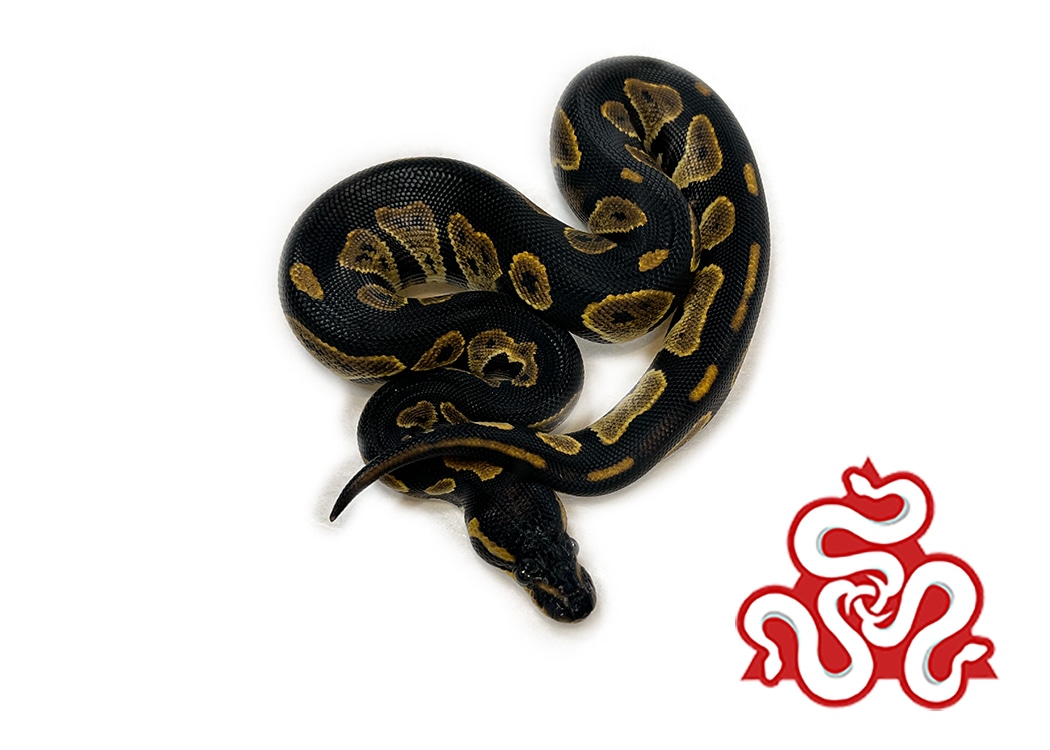 Black Head Ball Python by Travis Whisler Reptiles - MorphMarket