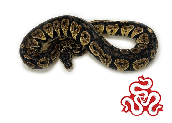 Pastel Black Head Ball Python by Travis Whisler Reptiles