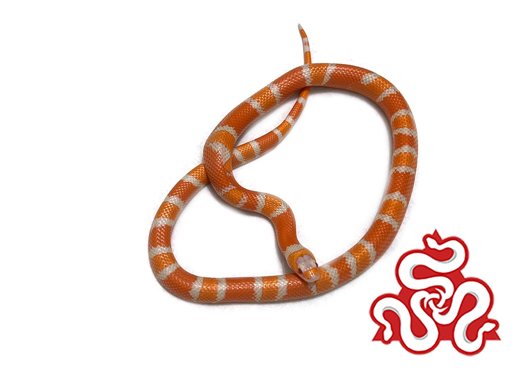 Albino Tangerine Honduran Milk Snake by Travis Whisler Reptiles ...