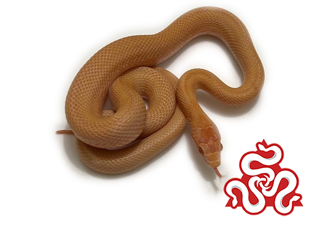 Albino Chocolate Emory's Other Rat Snake by Travis Whisler Reptiles ...