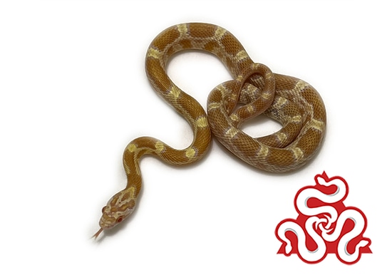 Saffron Corn Snake by Travis Whisler Reptiles