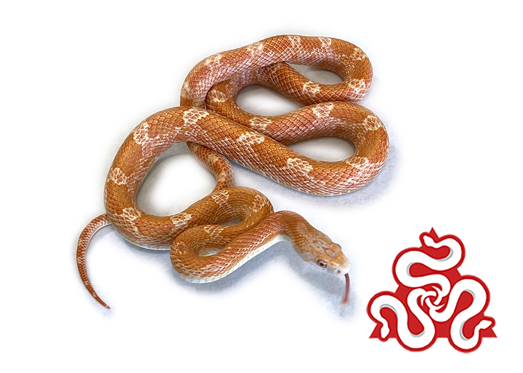 Albino Black Western Rat Snake by Travis Whisler Reptiles - MorphMarket