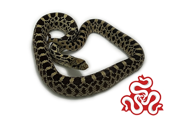 Het Axanthic Patternless Bullsnake by Travis Whisler Reptiles