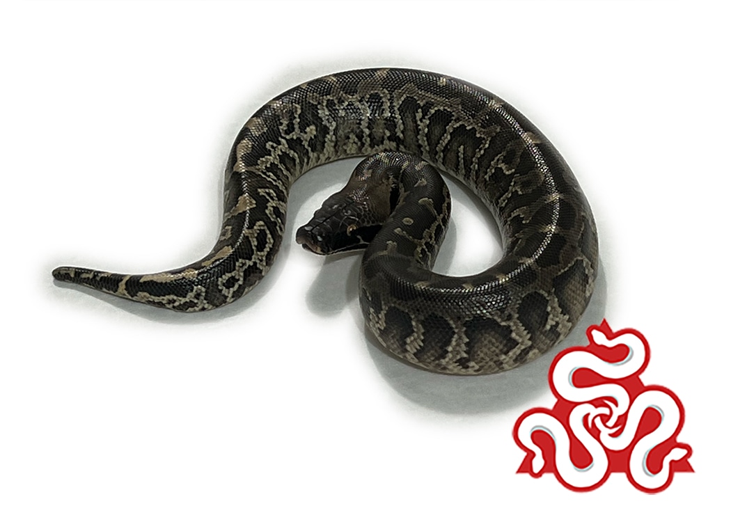 Sumatran Short-tailed Python by Travis Whisler Reptiles - MorphMarket