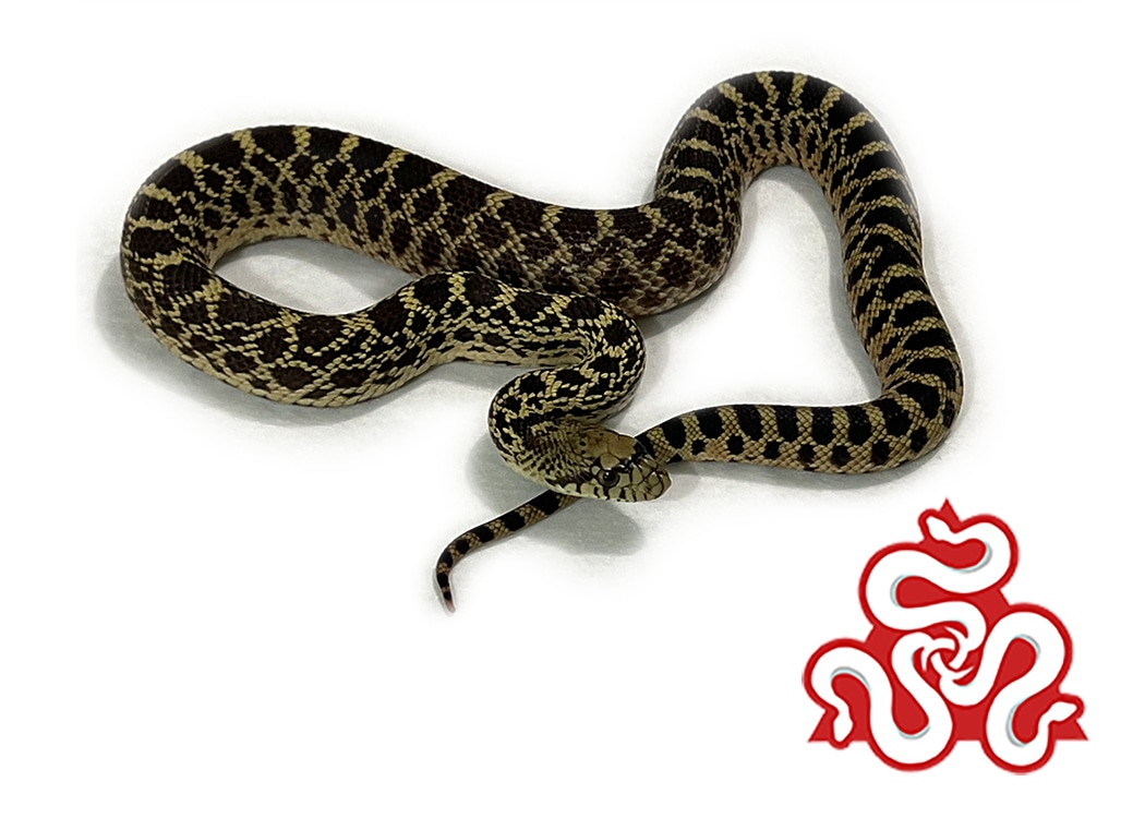 Het Axanthic Patternless Bullsnake by Travis Whisler Reptiles - MorphMarket