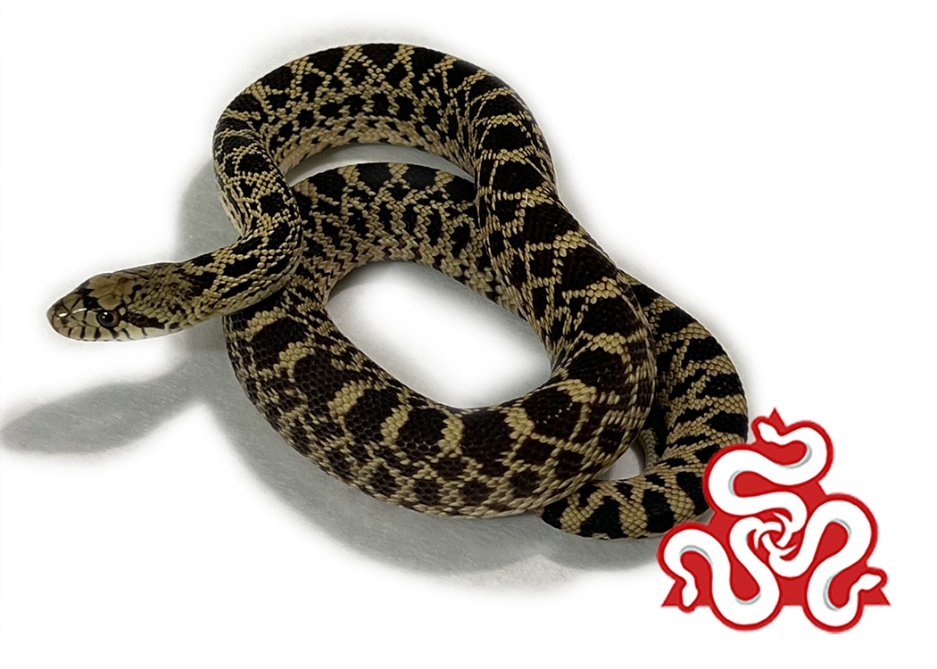 Het Axanthic Patternless Bullsnake by Travis Whisler Reptiles - MorphMarket