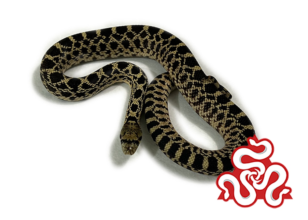 Het Axanthic Patternless Bullsnake by Travis Whisler Reptiles - MorphMarket