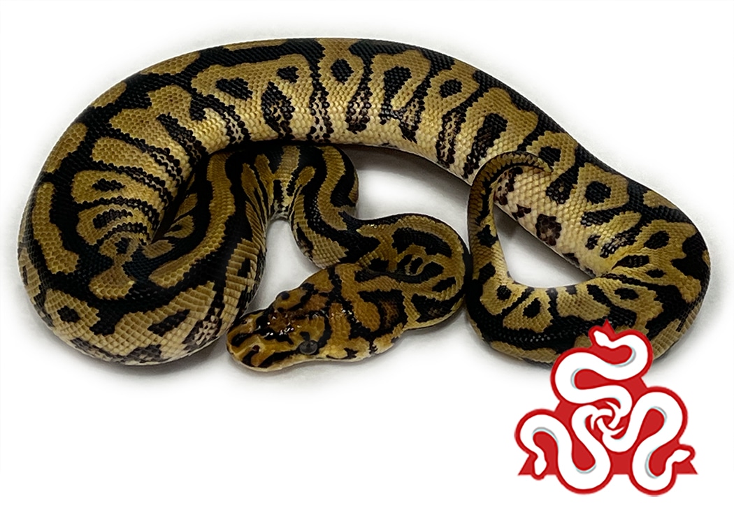 Spotnose Clown Ball Python by Travis Whisler Reptiles - MorphMarket
