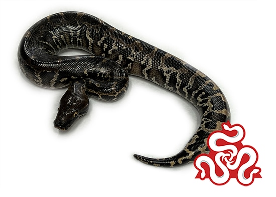 Sumatran Sumatran Short-Tailed Python by Travis Whisler Reptiles