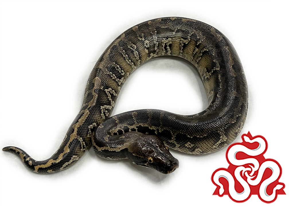 Sumatran Short-tailed Python by Travis Whisler Reptiles - MorphMarket