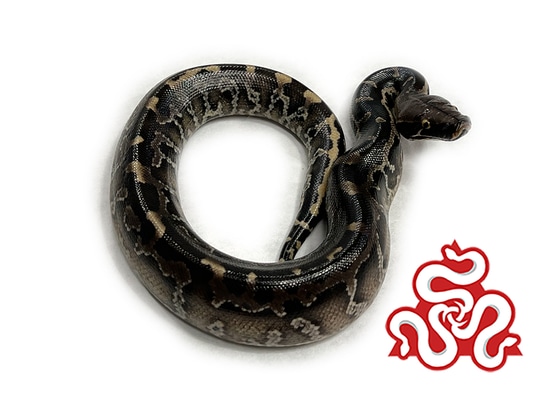 Sumatran Sumatran Short-Tailed Python by Travis Whisler Reptiles