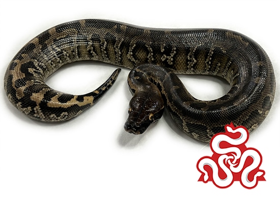 Sumatran Sumatran Short-Tailed Python by Travis Whisler Reptiles