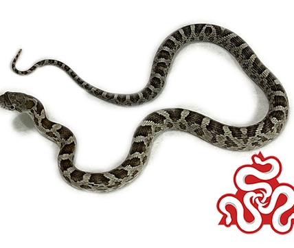 Het Lemon Gray Rat Snake by Travis Whisler Reptiles - MorphMarket