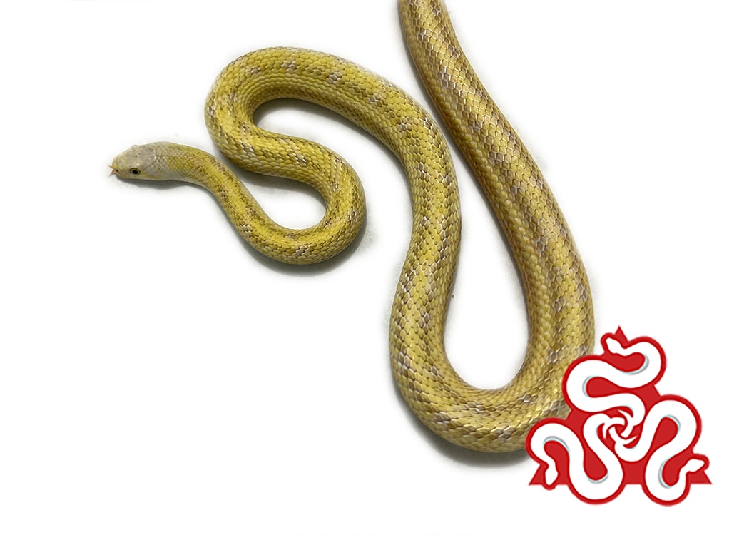 Het Lemon Gray Rat Snake by Travis Whisler Reptiles - MorphMarket