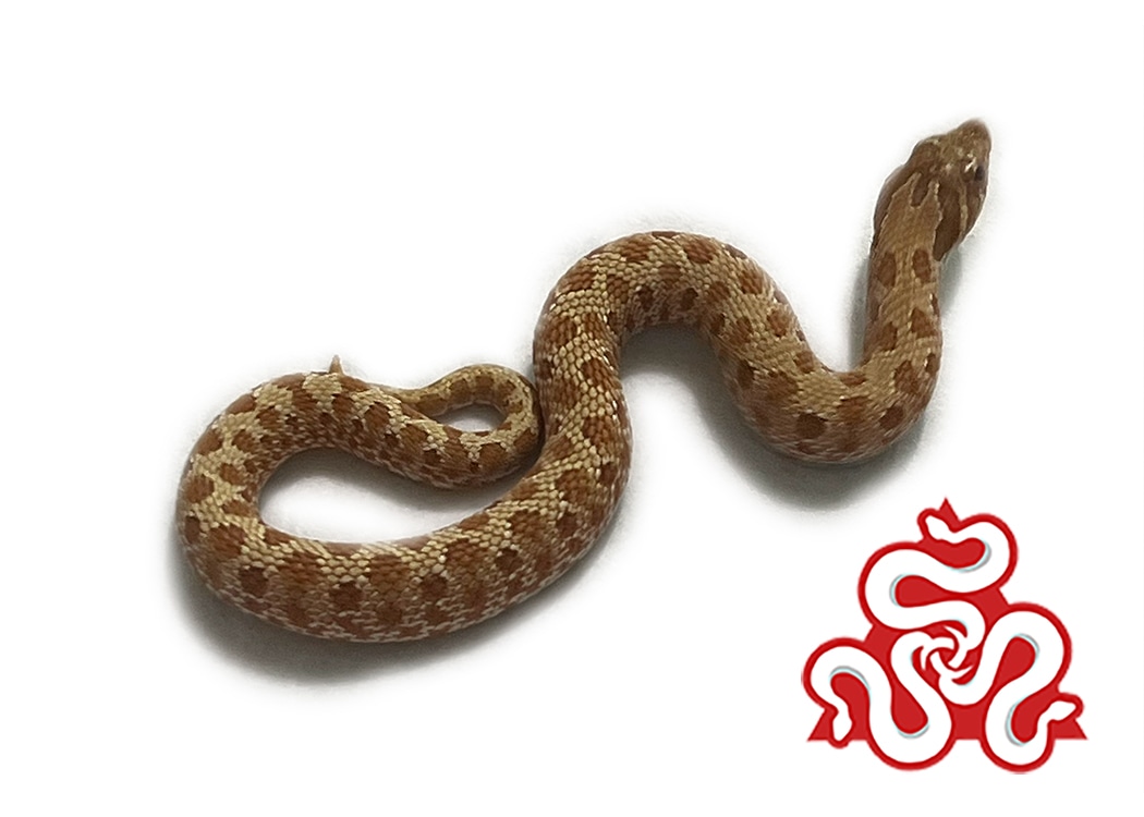 Evan's Hypo Western Hognose by Travis Whisler Reptiles - MorphMarket